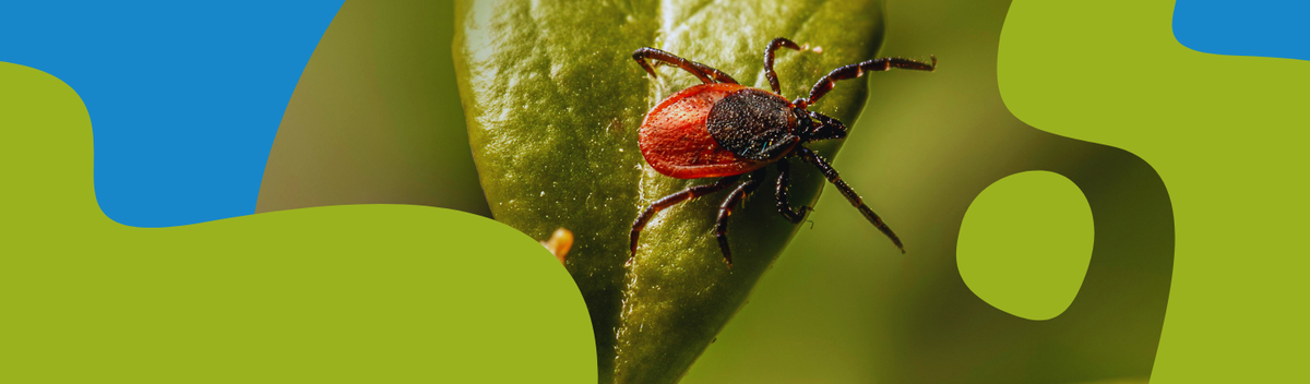 Tick Protection Guide for People and Dogs | Medpak